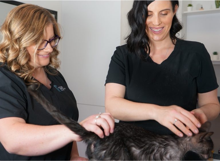 Veterinary Dermatology Clinic | NSW, VIC, ACT & TAS