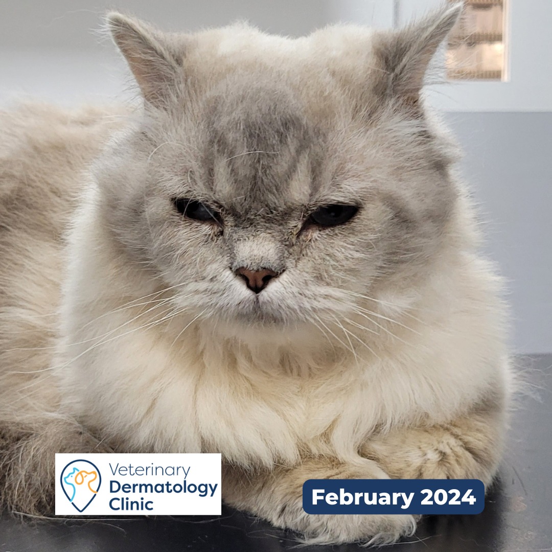 What We Do Best | Veterinary Dermatology Clinic